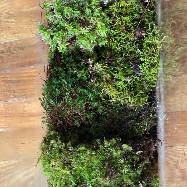 Hardwood Tree Bark | Fairy Garden Decor | Terrarium Bark | Dried Tree ...