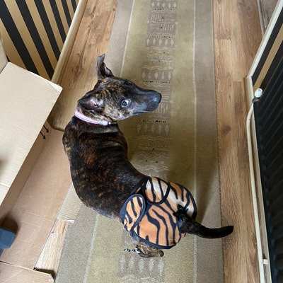 Dog Hygiene Knickers / Dog Season Pants Handmade by Me MADE TO ORDER by ...