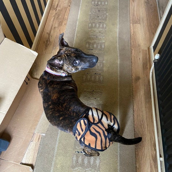 Dog Hygiene Knickers / Dog Season Pants Handmade by Me! MADE TO ORDER ...