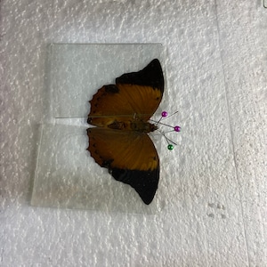 Butterfly Mounting Kit for Beginners, With Real Butterflies and Tools ...