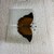 Butterfly Mounting Kit for Beginners, With Real Butterflies and Tools ...