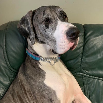 Hound Collar in Harris Tweed. Lovely Soft Collar for Sight Hounds - Etsy