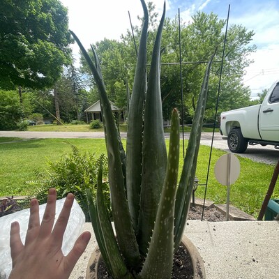 Agave Univittata Splendida Live Agave Plants Large Xlarge - Etsy