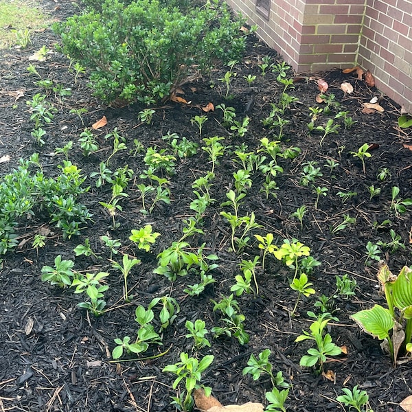 Vinca - Creeping Myrtle - 3.5" Potted Plant - Etsy