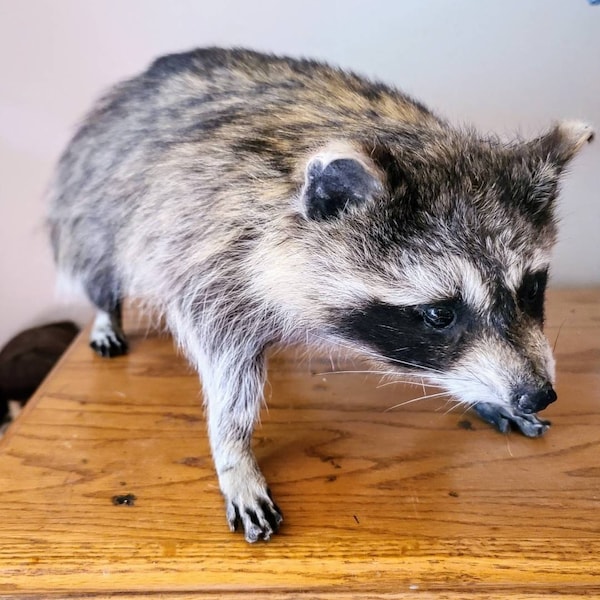 Bull Steer Cow Skull European Mount Taxidermy Texas Skeleton Bone ...