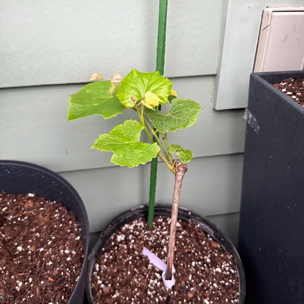 1 Jewel Black Raspberry Plant. Midseason. Zones 4-8. Live Rooted ...