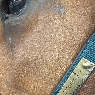 Custom Horse Halter Name Plate Brass Halter Name Tag Custom Equestrian ...
