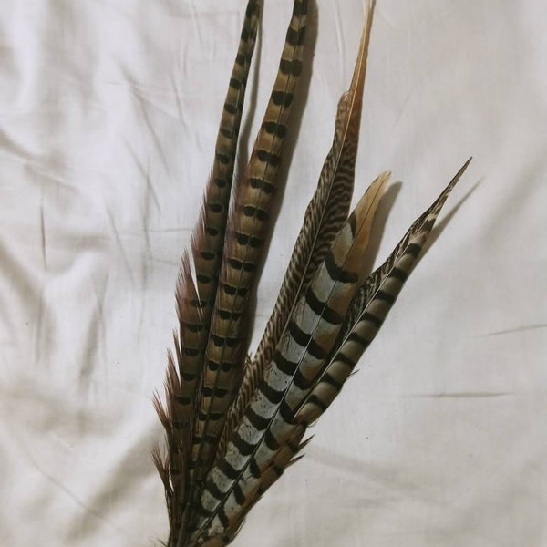 MIXED Natural Pheasant Feathers 12"-24" Ringneck/reeves/golden/amherst ...