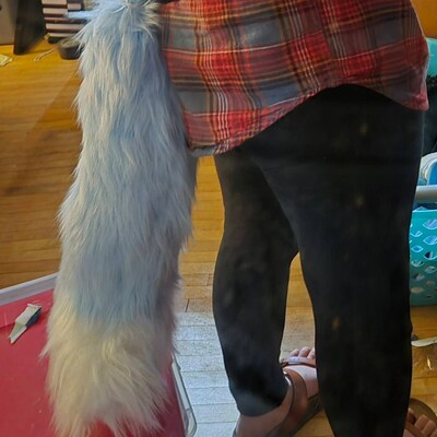 Transgender LGBT Curled Pride Fursuit Tail - Etsy