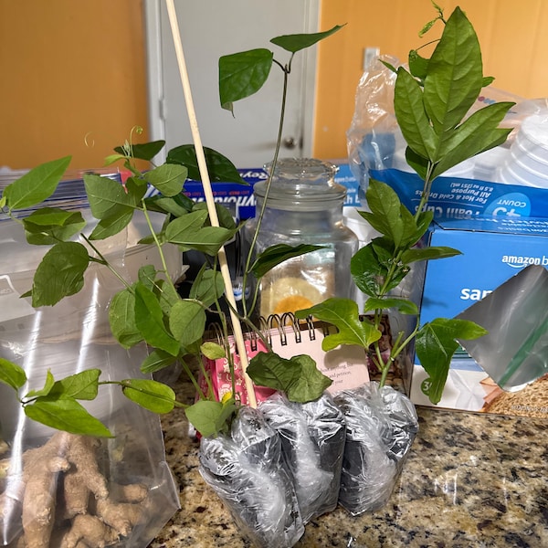 Athens Blue Princess Glory Bush Plant~~tibouchina Urvilleana~small ...