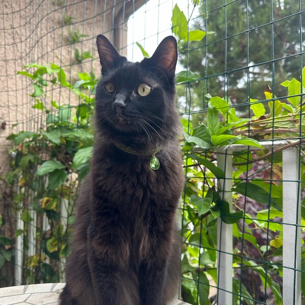 Dusty Blue Flower Dog Collar,wedding Dog Collar,dog Birthday Gift ...