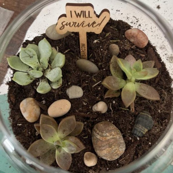 Teacher Appreciation Succulent Plant Gift Box: Thank You for Helping Me ...