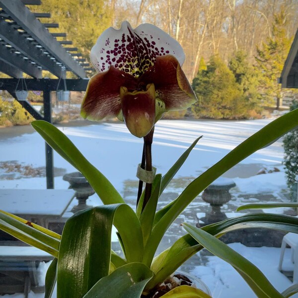 Rlc. Sung Ya Green 'mailman' 2.5 Pot - Etsy