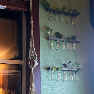 Philodendron White Ice Princess - Etsy