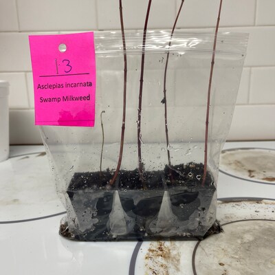 Carex Lurida Shallow Sedge Bareroot Wetland Restoration Live Plant ...