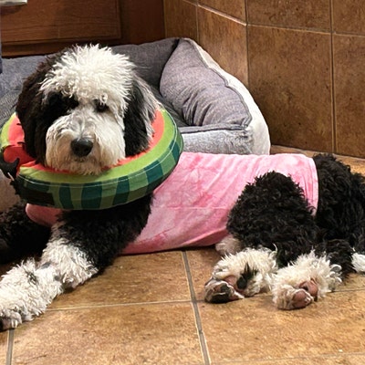 Cabo Crew Sleep Mask Cabo Bachelorette or Birthday Fiesta - Etsy