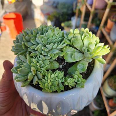 Aloe White Fox Rare Succulent Live Plant - Etsy