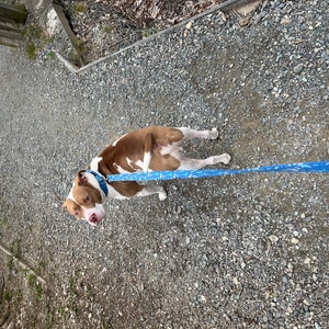 Fable Floral Purple Dog Collar Martingale Dog Collar Clip - Etsy