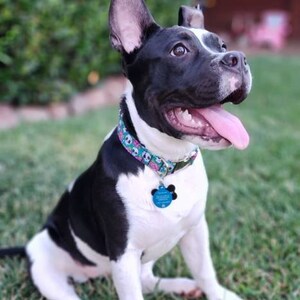 Periwinkle Gold Star Cat Collar With Bell, moon Shadow Breakaway Rifle ...