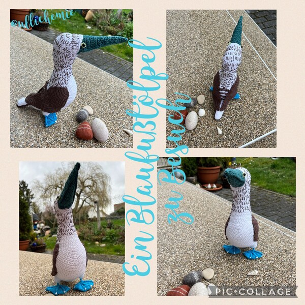 CROCHET PATTERN Blue-footed Booby Bird - Etsy