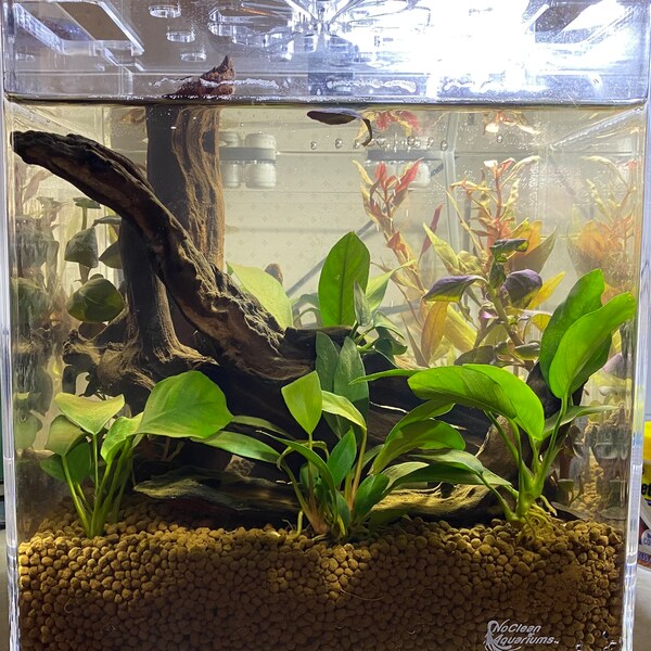 DIY Self Cleaning Conversion Kit for Anchor Hocking, 2 Gallon Fishbowl ...