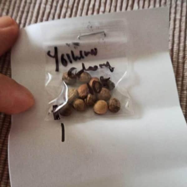 Southern Red Oak Tree (quercus Falcata) Seeds - NEW FOR FALL 2024 - Etsy