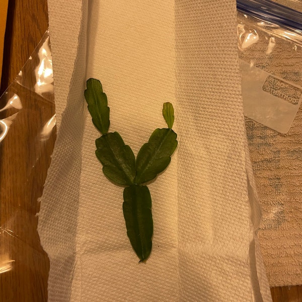 Sunset Snappy Blanket Flower Perennial Seeds - Etsy