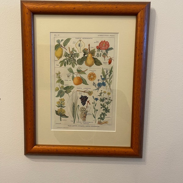 1950 Vintage Botanical Print, Botanical Print, Old Botanical Poster ...