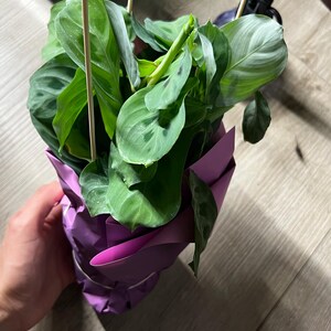 RS Ariel African Violet Live Plant, Young Starter in a 4 Pot Plant ...