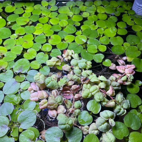 BUY2GET1FREE Java Moss, Bogor Moss Aquarium Plant | Easy Aquarium Plant ...