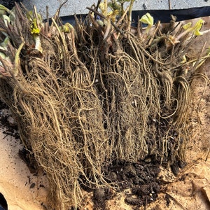 3 Raspberry Plants royalty Purplelarge, High-quality Fruit 3 Large 1 ...