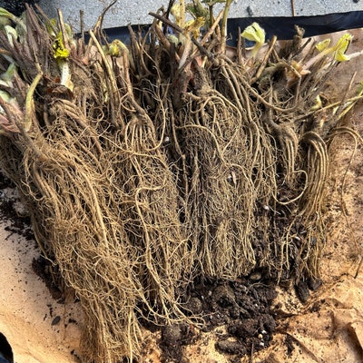 3 Raspberry Plants royalty Purplelarge, High-quality Fruit 3 Large 1 ...