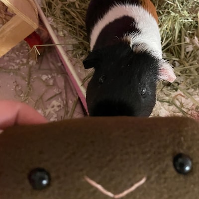 Sun Bear Plush, Bear Stuffed Animal, Kawaii Bear Cub Soft Toy, Cute ...