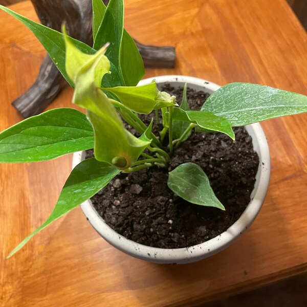 Philodendron 69686 Starter Plant (ALL STARTER PLANTS Require You to ...