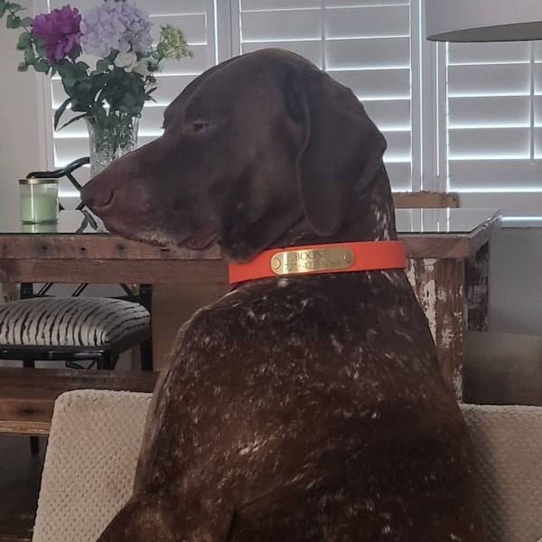 Blaze Orange Waterproof Hunting Dog Collar - Personalized Engraved ...