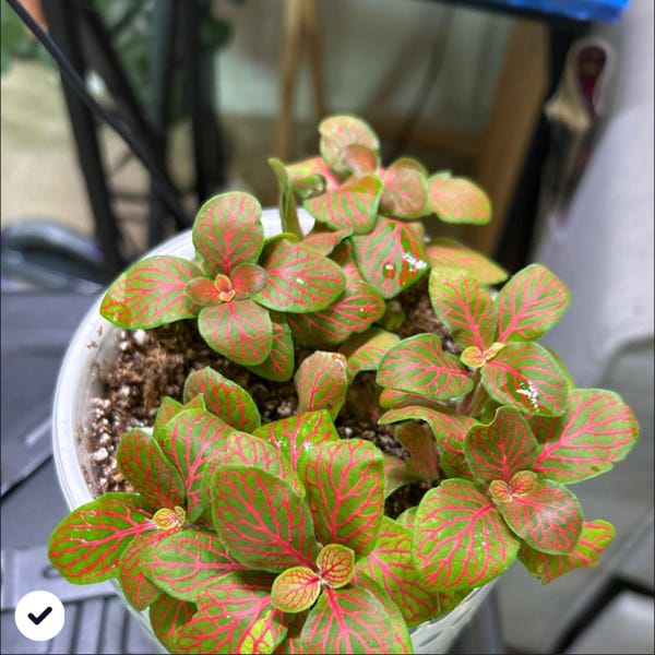 Fittonia Sp. Yellow Skeleton - Nerve Plant - Easy Plants - Beginner ...