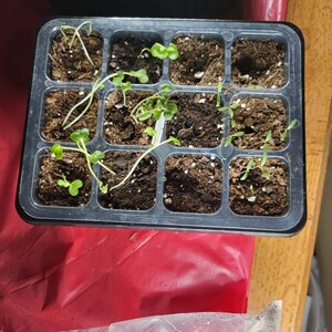 Jamaican Callaloo Seeds - Etsy