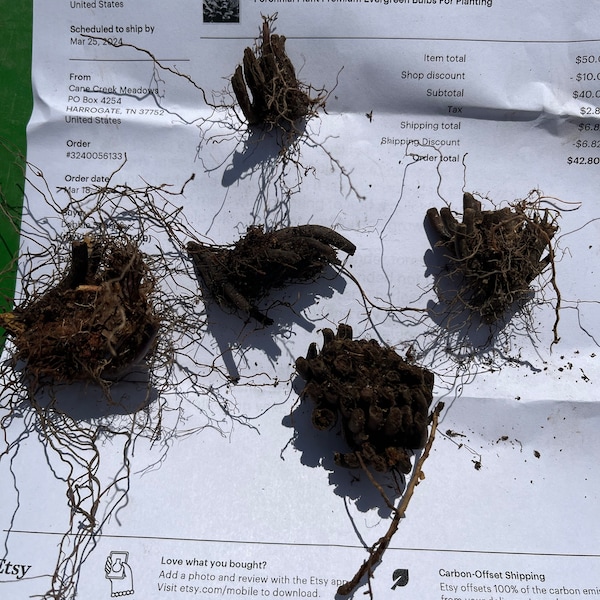 50 Christmas Ferns Polystichum Acrostichoides Bare Root Native ...