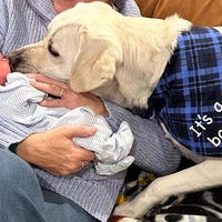 Pee Pee Tee Pee 4 Pack - Etsy Canada