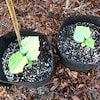 20 DUA GANG Dua Bo Asian Yellow Stripe Melon Conomon Seeds - Etsy