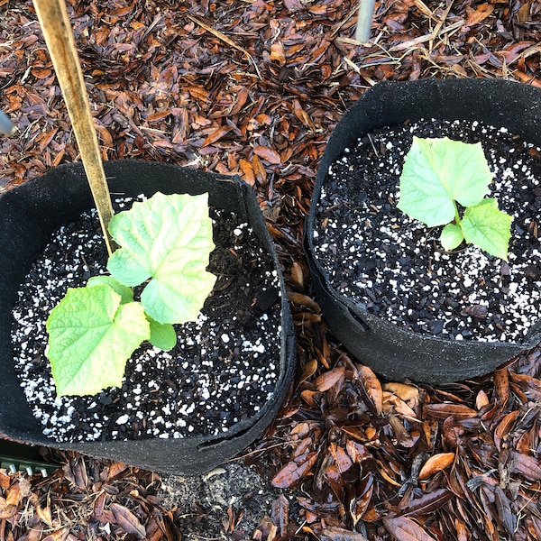 20 DUA GANG Dua Bo Asian Yellow Stripe Melon Conomon Seeds - Etsy