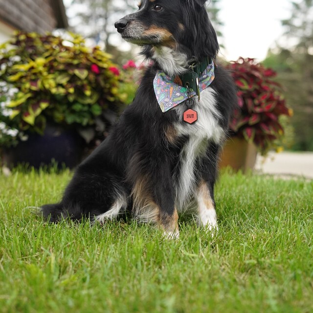 SotaPupBandanas - Etsy