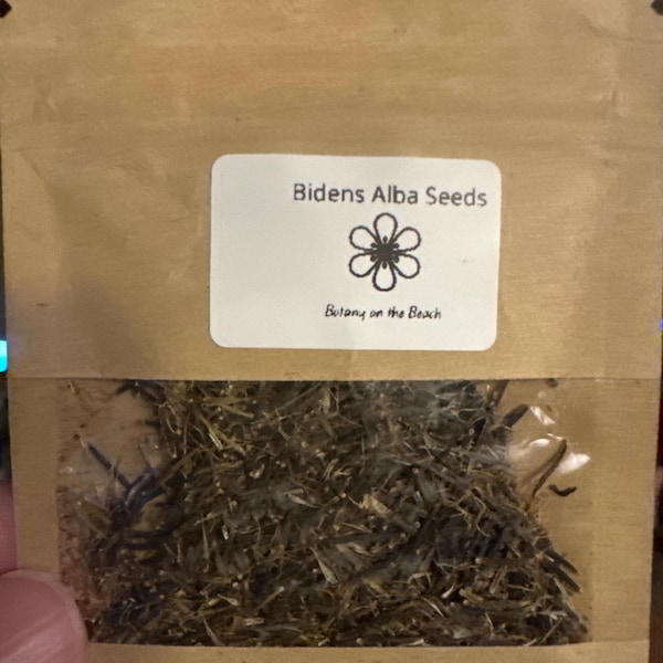 Pack of 100 Bidens Alba (spanish Needle) Seeds - Organic - Etsy
