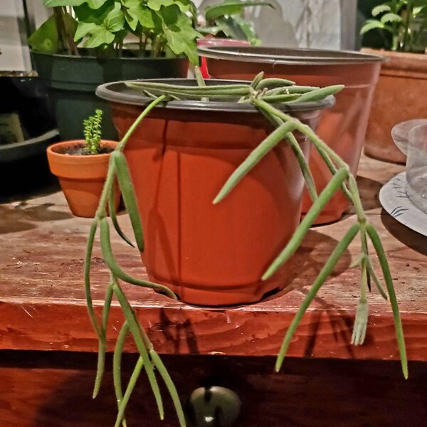 3” Sooo (TM) Silver Scindapsus Plant Pot - NEW CULTIVAR - Lush ...