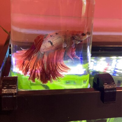 Aquarium Inverted Tank Holder / Betta Penthouse - Etsy