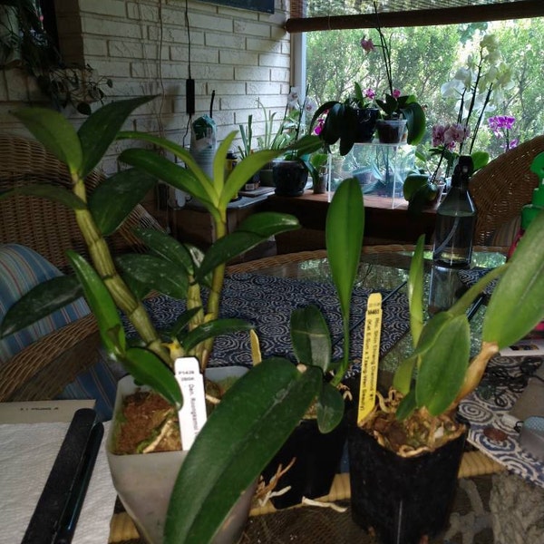 Rlc. Sung Ya Green 'mailman' (2.5” Pot) - Etsy