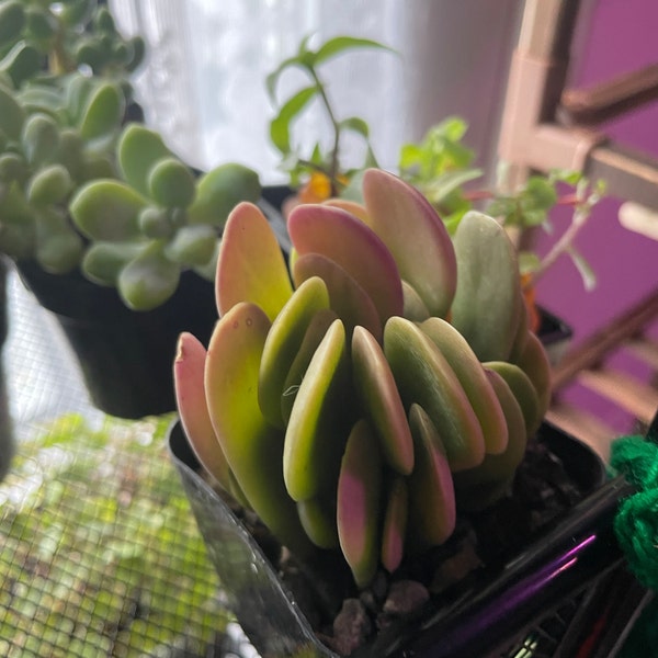 Weeping Jade, Trailing Jade, Variegated Succulent, Home Decor Plant ...