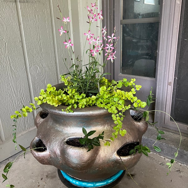 Prayer Plant 'beauty Kim', 6 Pot Kim Prayer Plant, and Kerchoveana ...