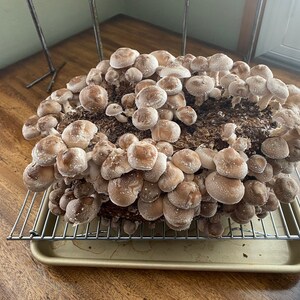 Shiitake Mushroom Growing Kit FREE SHIPPING - Etsy