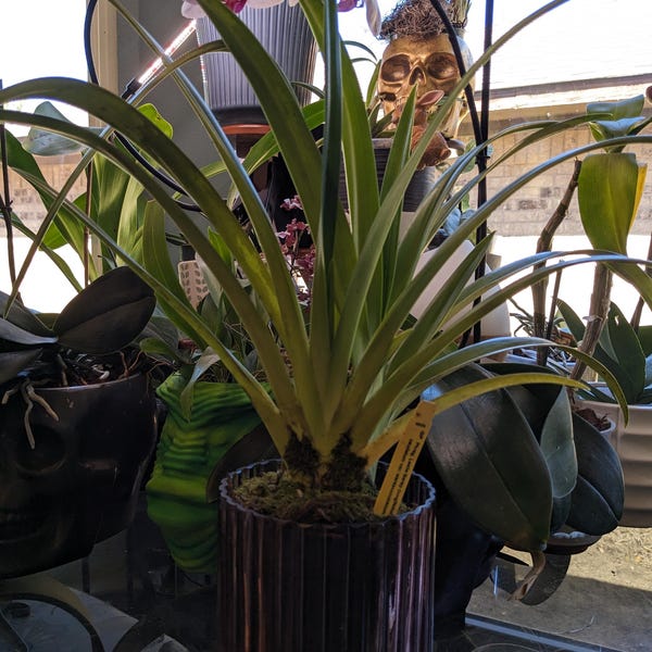 Rlc. Sung Ya Green 'mailman' (2.5” Pot) - Etsy